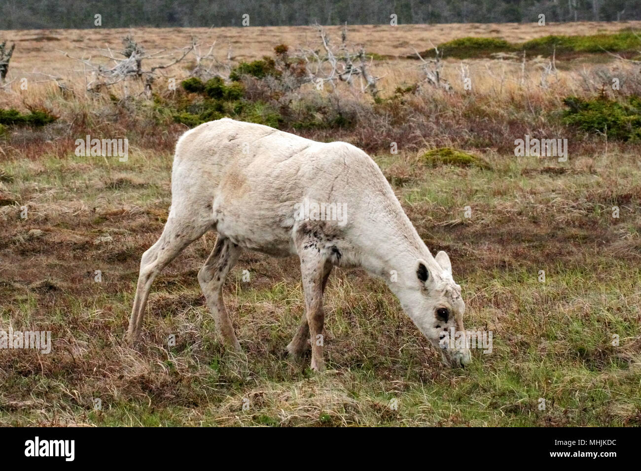 Caribou migration hi-res stock photography and images - Alamy