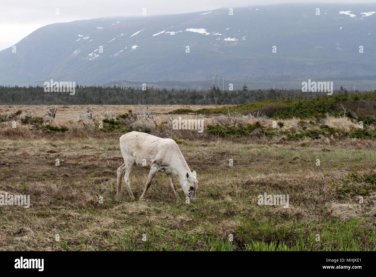 Herd peary caribou hi-res stock photography and images - Alamy