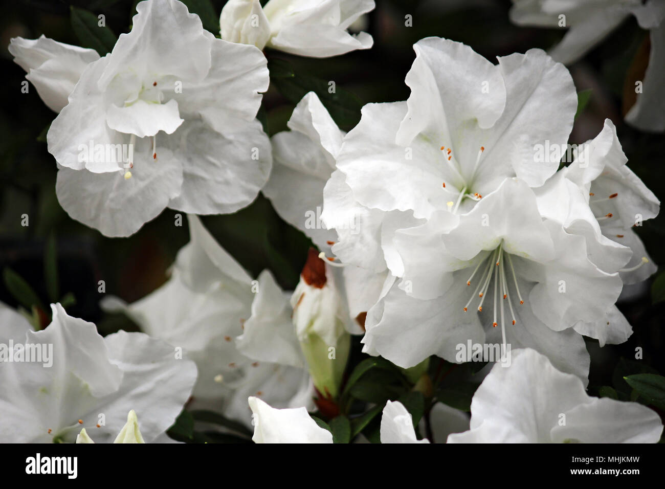 Close up of multiple blooming white Autumn Angel Encore Azalea flowers ...