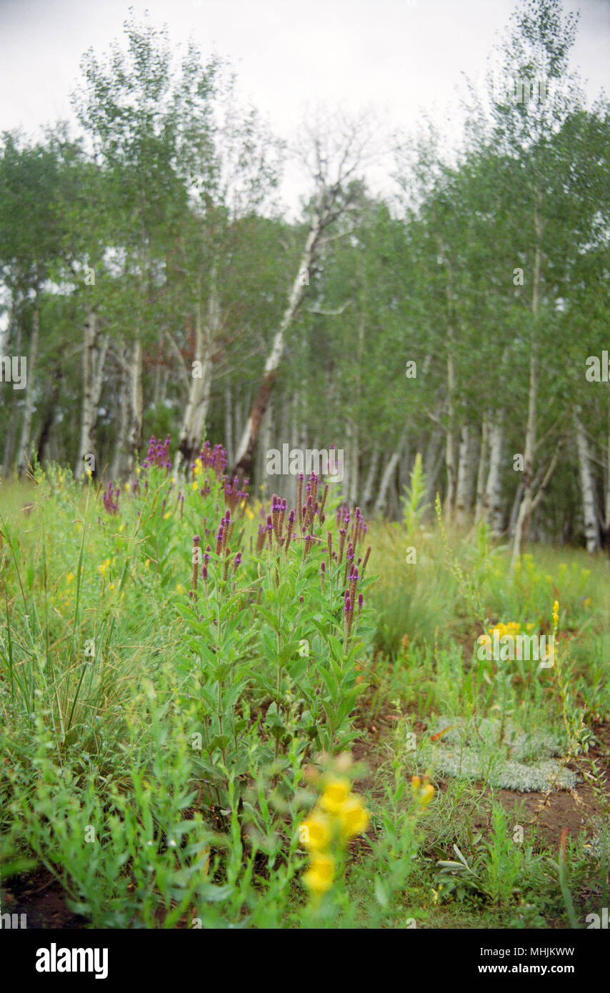 Aspen trees grow in Colorado and are some of the largest living ...