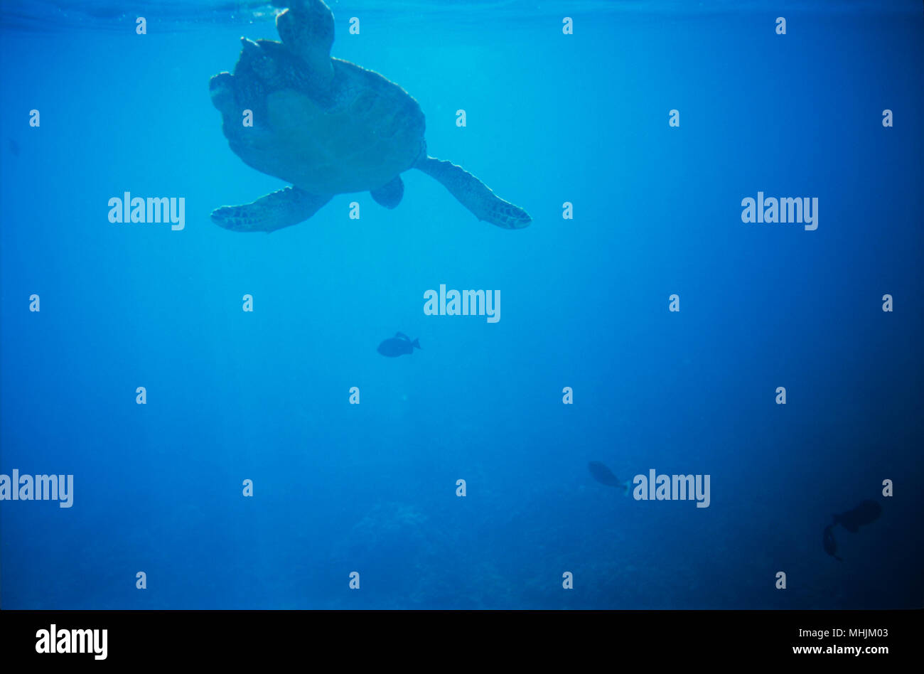 After this sea turtle lost a flipper to a shark, locals named it tripod ...