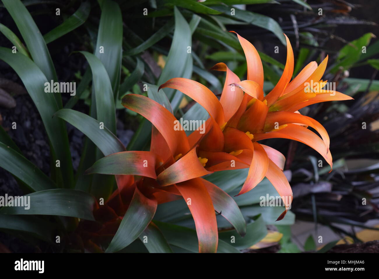 Visit to the botanical garden in Bogotá Stock Photo - Alamy