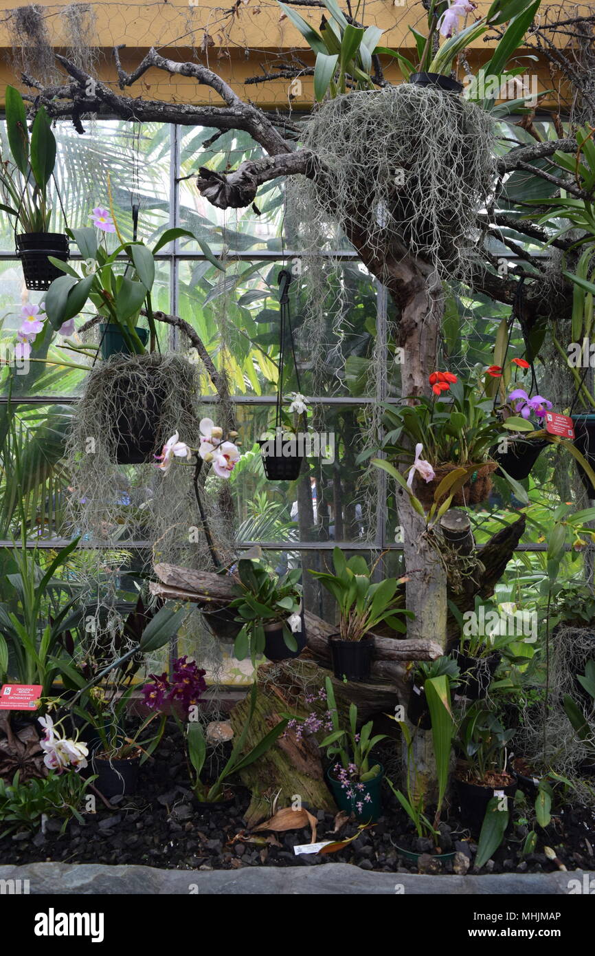 Visit to the botanical garden in Bogotá Stock Photo - Alamy