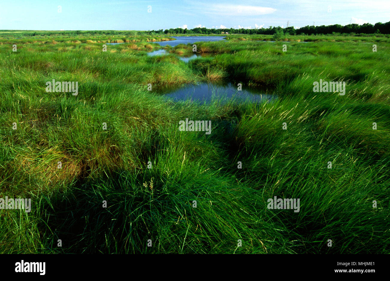 Madere Marsh, Bayou Sauvage National Wildlife Refuge, Louisiana Stock ...