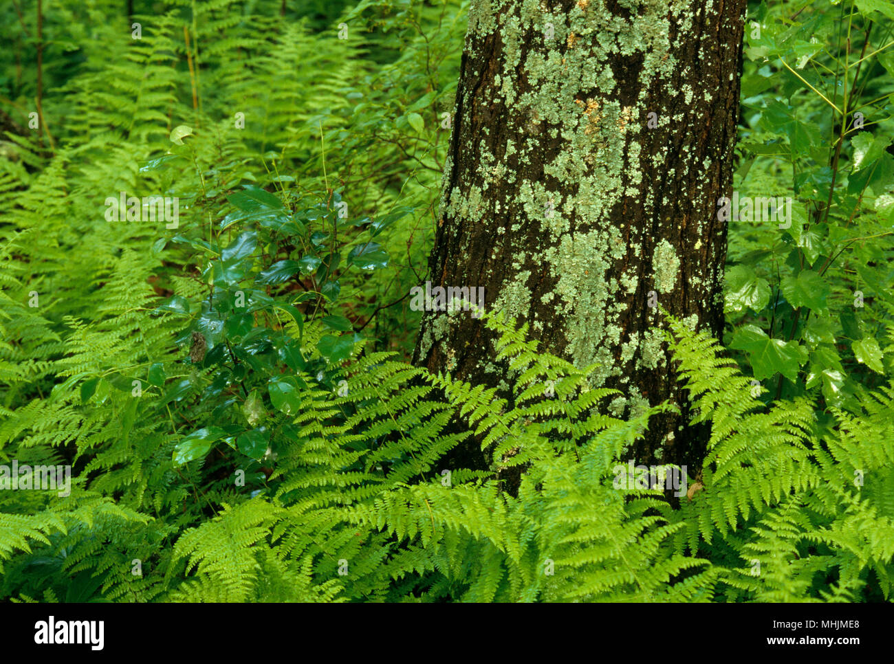 Trunk & ferns, Massasoit State Park, Massachusetts Stock Photo - Alamy