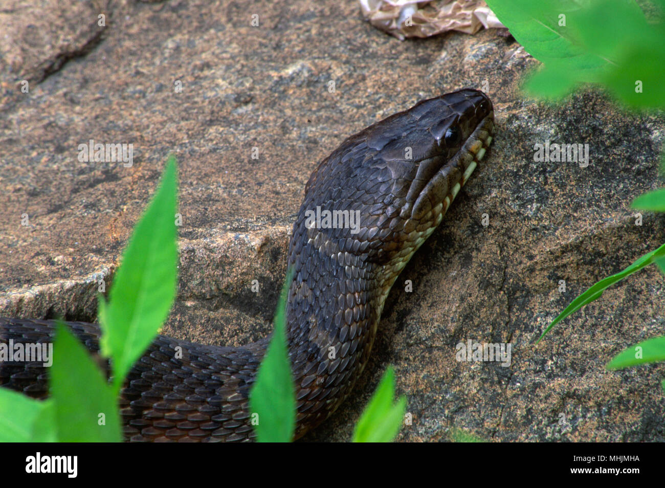 Snake, Pocomoke Wild & Scenic River, Pocomoke River State Park ...