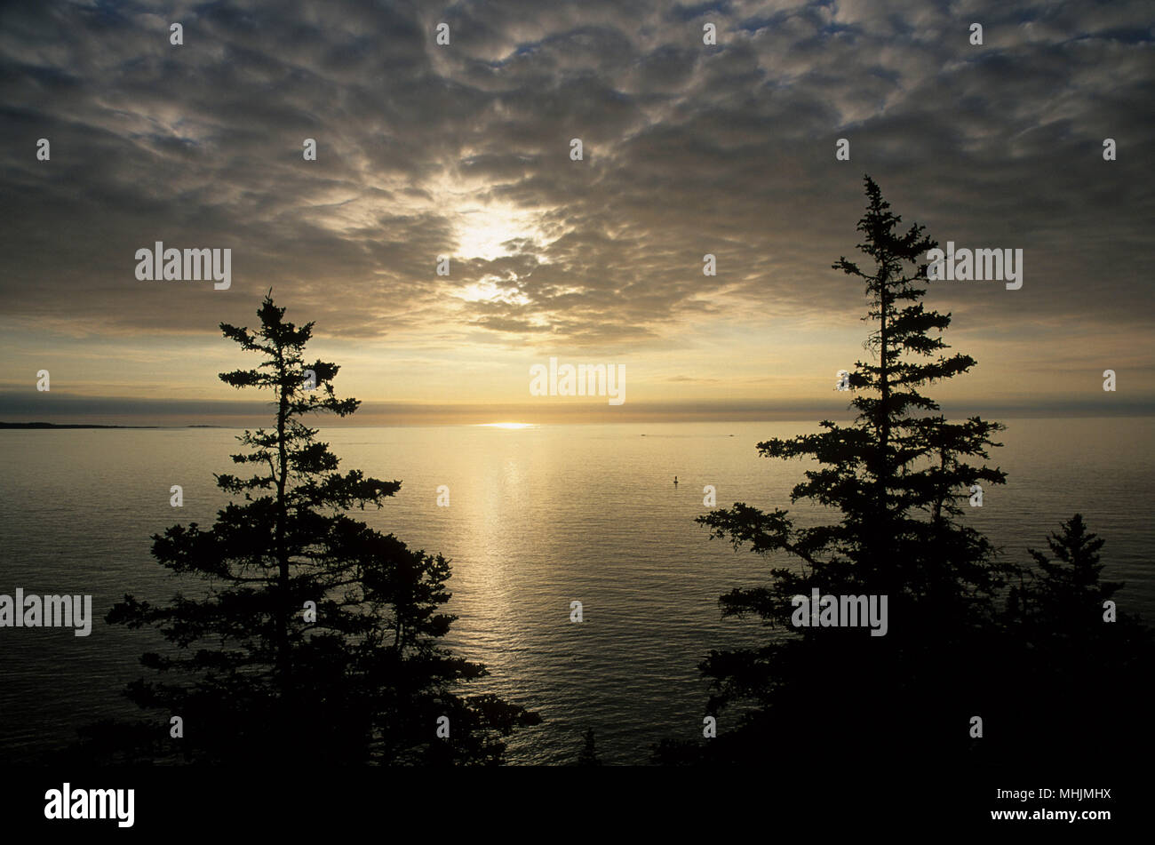 Forest shoreline silhouette, Acadia National Park, Maine Stock Photo ...