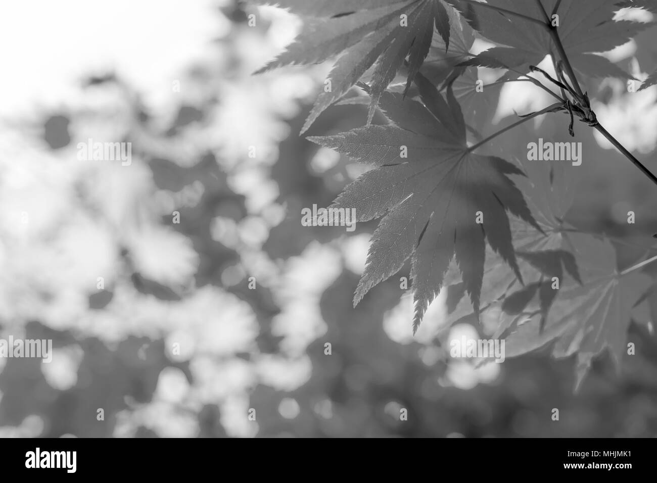 Grey leaves hi-res stock photography and images - Alamy