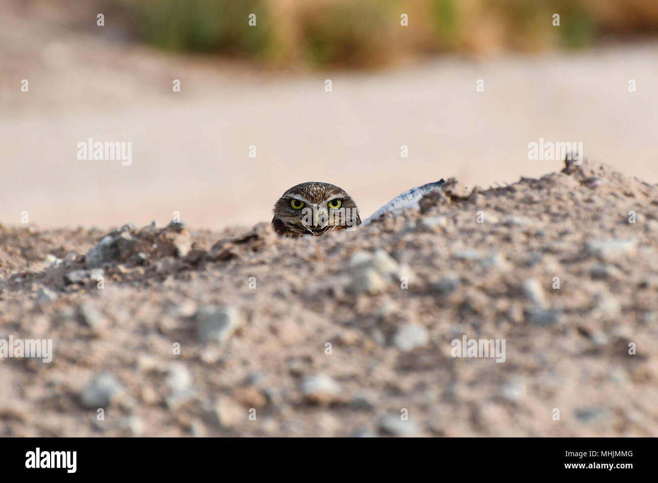 Sea owls hi-res stock photography and images - Alamy