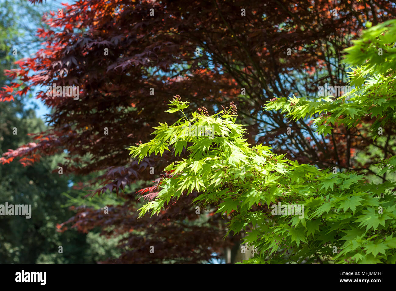 botanic garden with green and red trees Stock Photo - Alamy