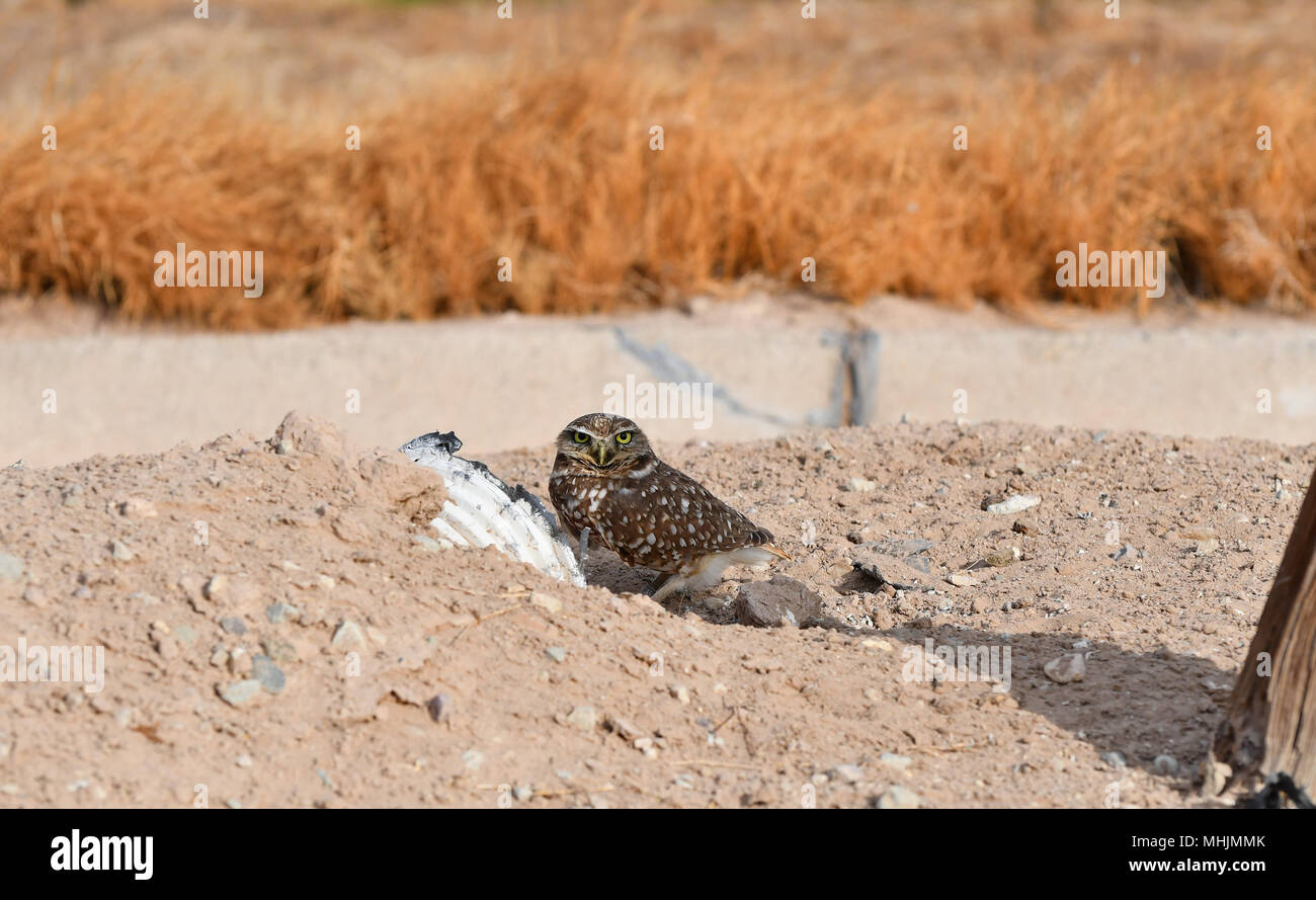 Sea owls hi-res stock photography and images - Alamy