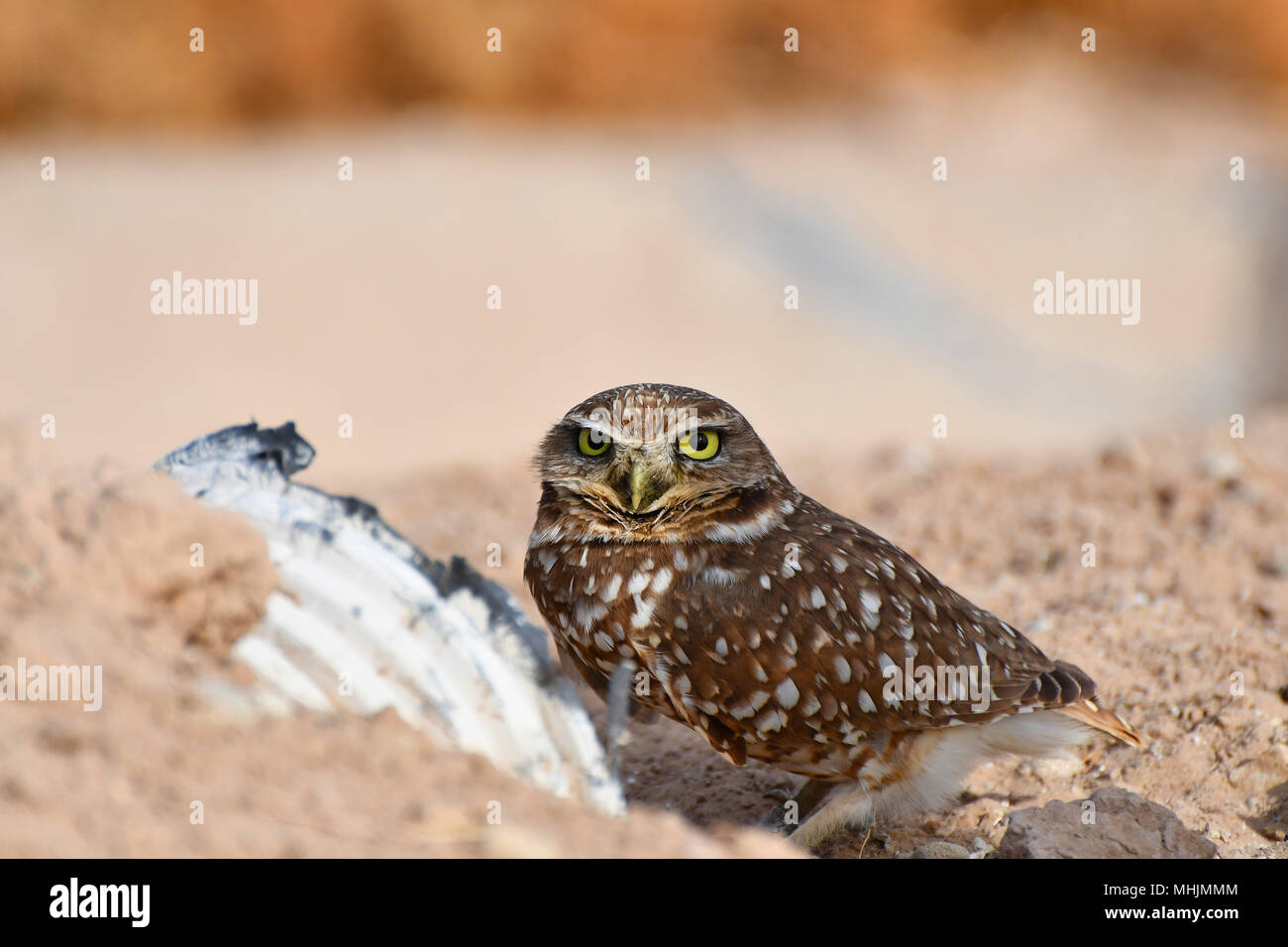 Sea owls hi-res stock photography and images - Alamy