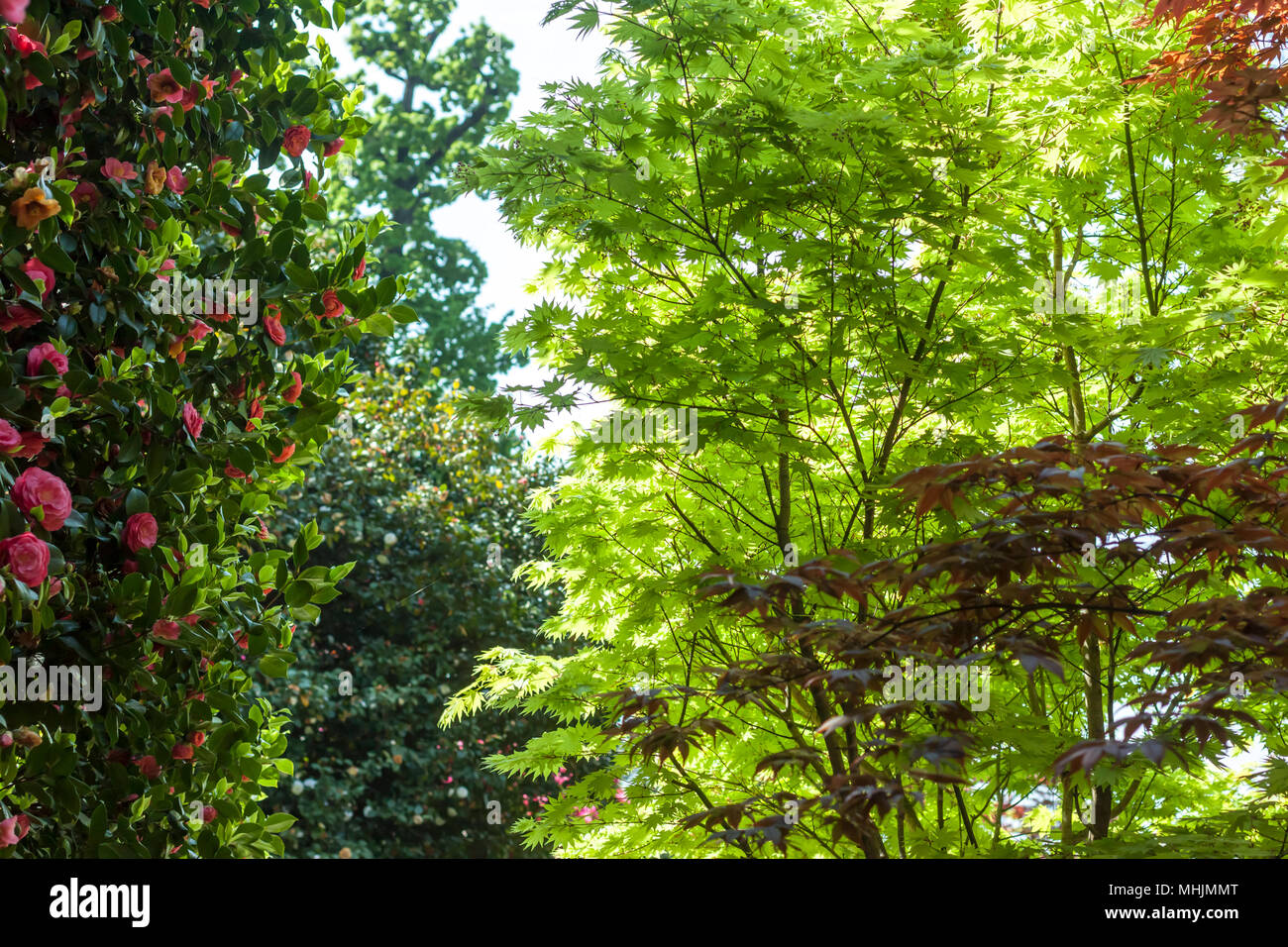 Red and green tree hi-res stock photography and images - Alamy