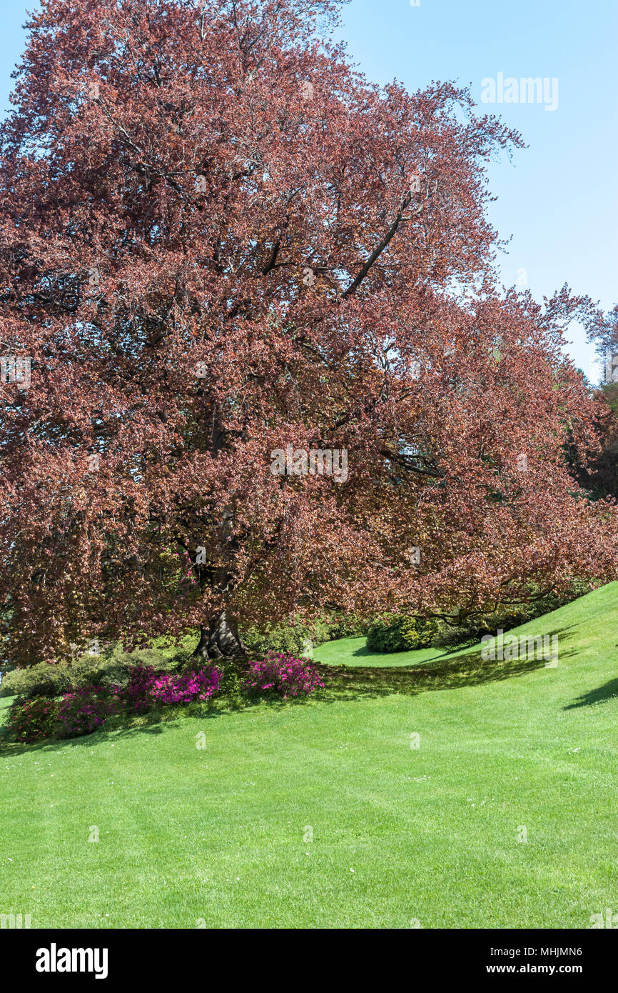 Tree garden tourism field hi-res stock photography and images - Alamy