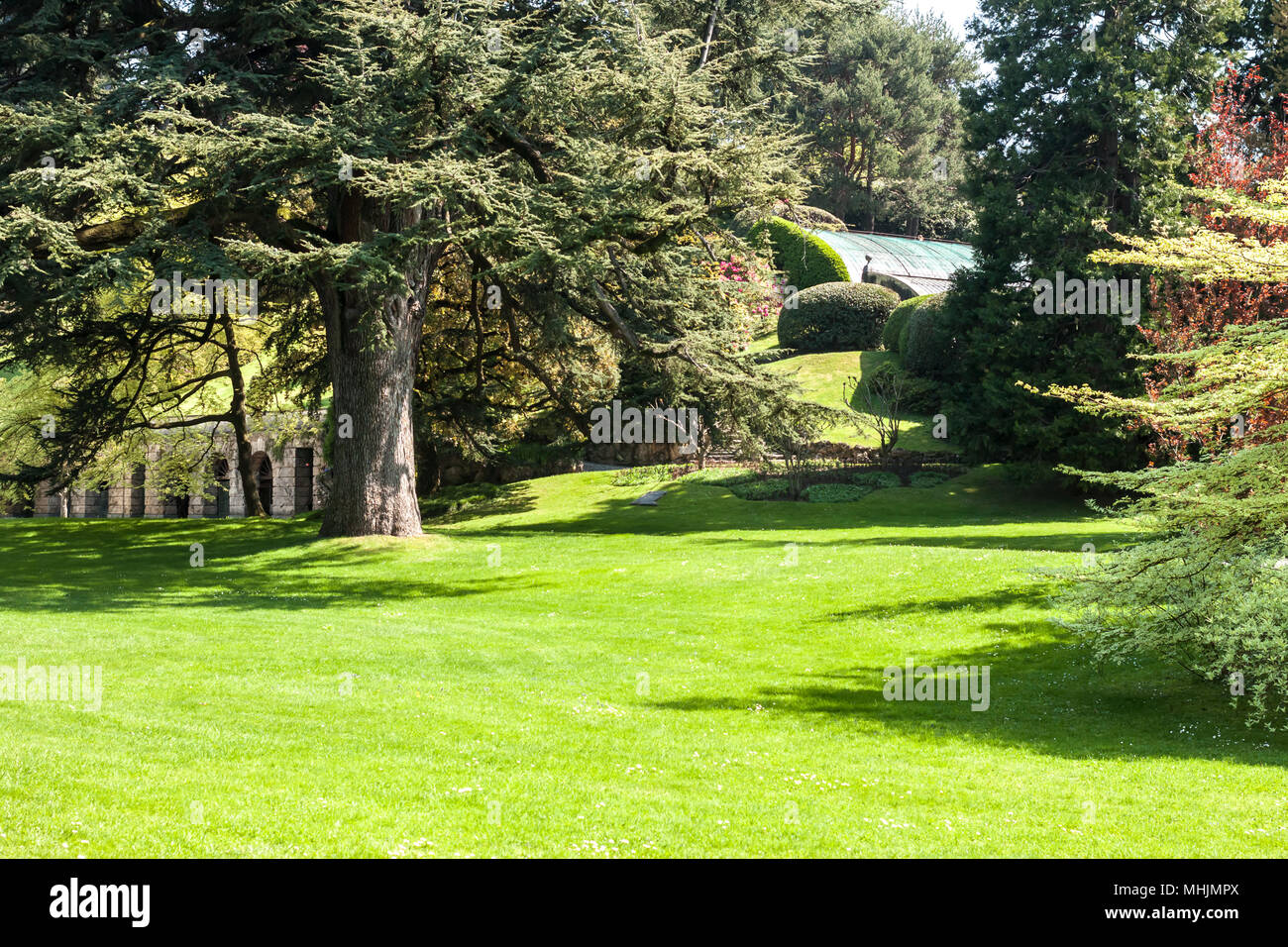 Green botanic hi-res stock photography and images - Alamy