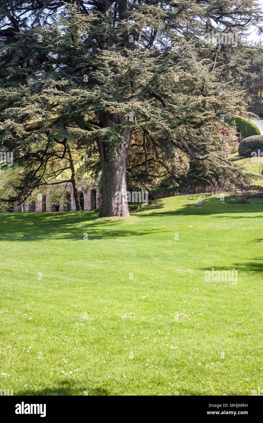 Green botanic tree hi-res stock photography and images - Alamy