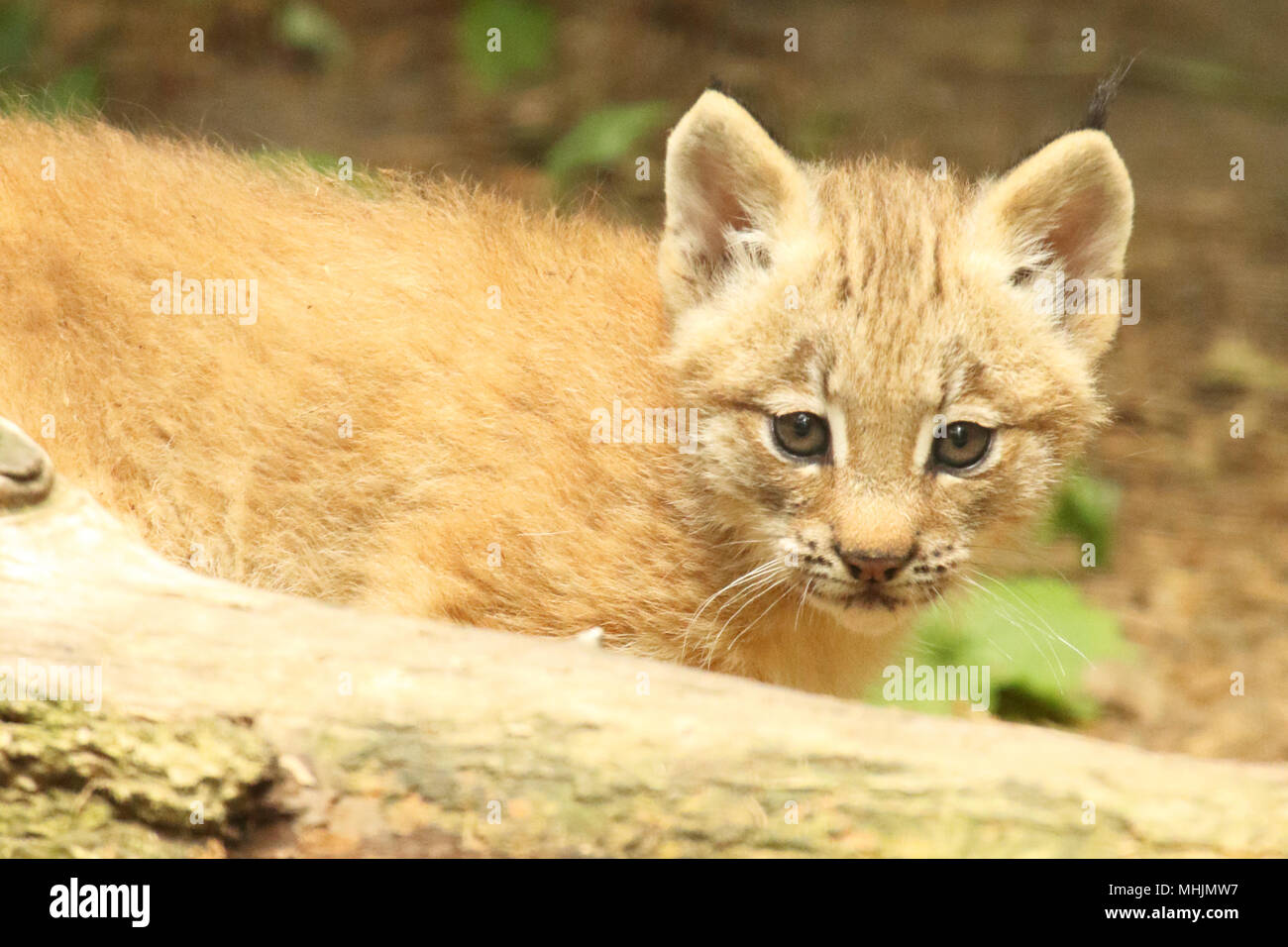 A Canada Lynx peeking from behind a log near it's den Stock Photo - Alamy