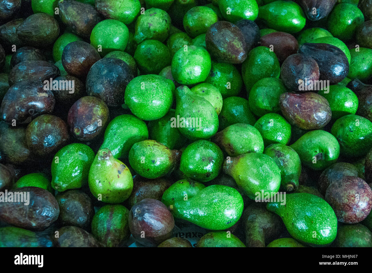 Local avocados, Central Market, Kota Kinabalu, Sabah, Malaysian Borneo ...
