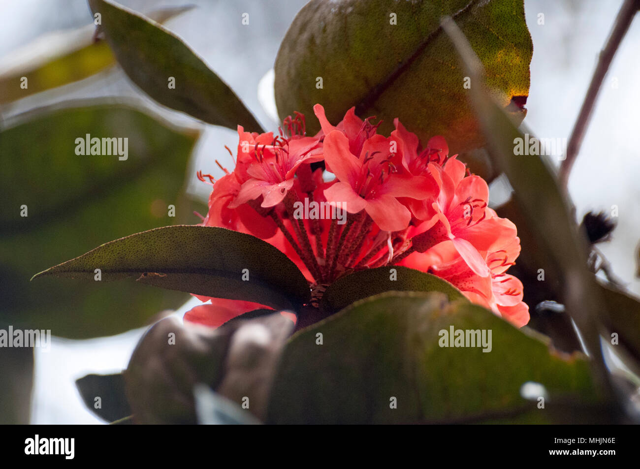 Kinabalu park hi-res stock photography and images - Alamy
