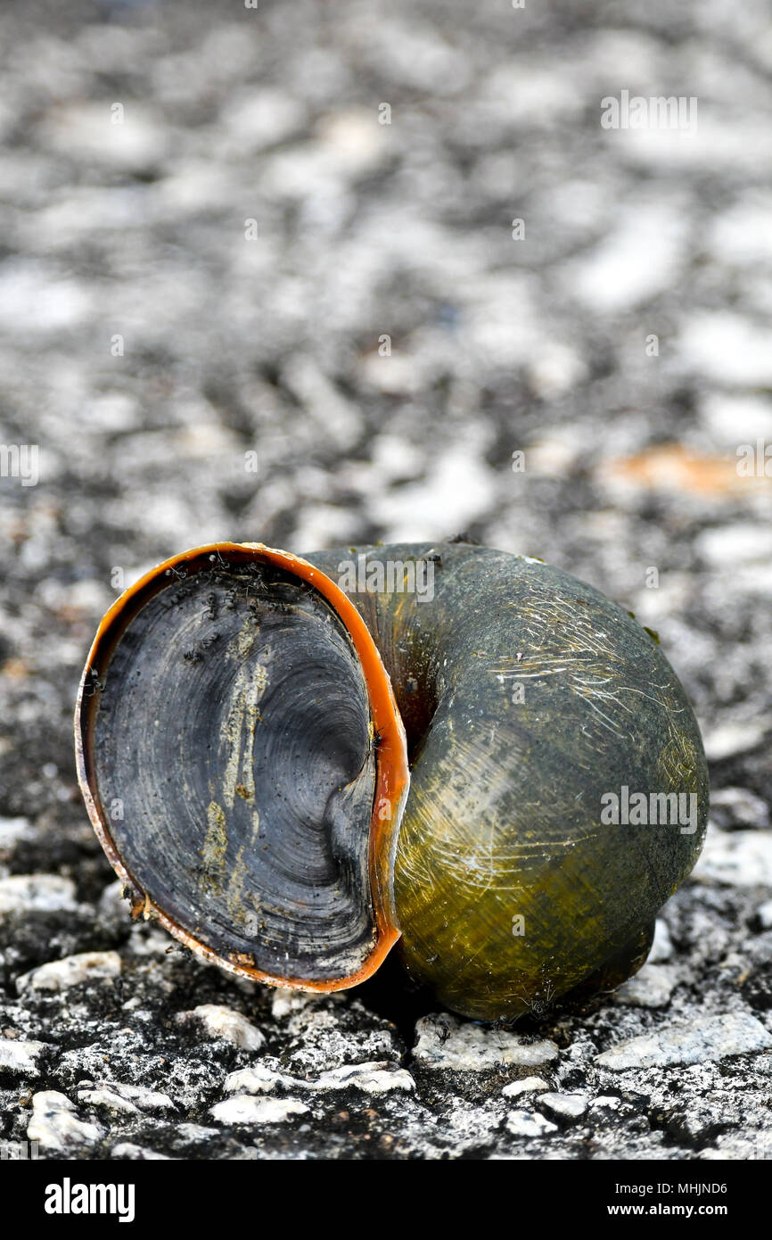 freshwater snails in nature Stock Photo - Alamy