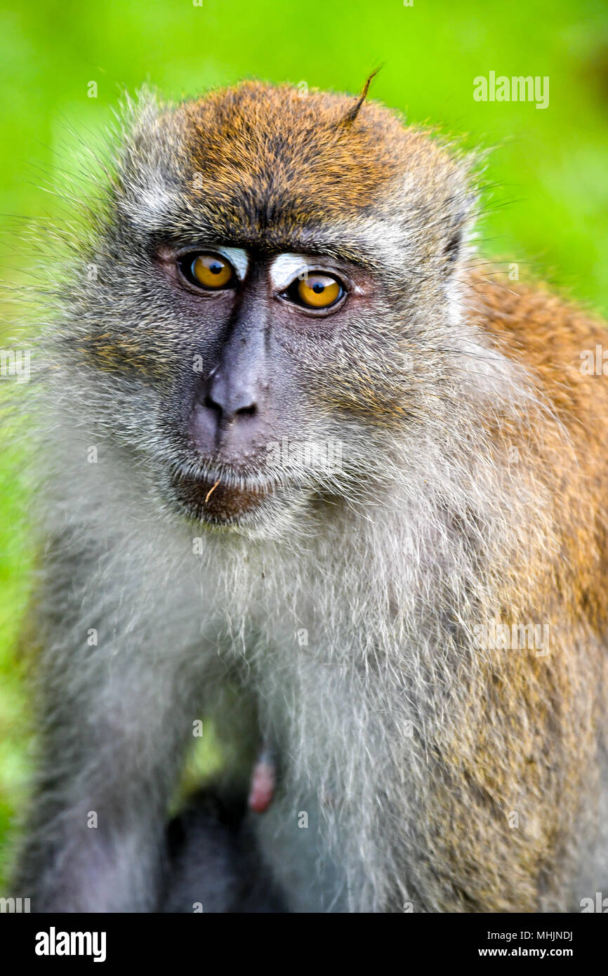 funny looking long-tailed macaque Stock Photo - Alamy