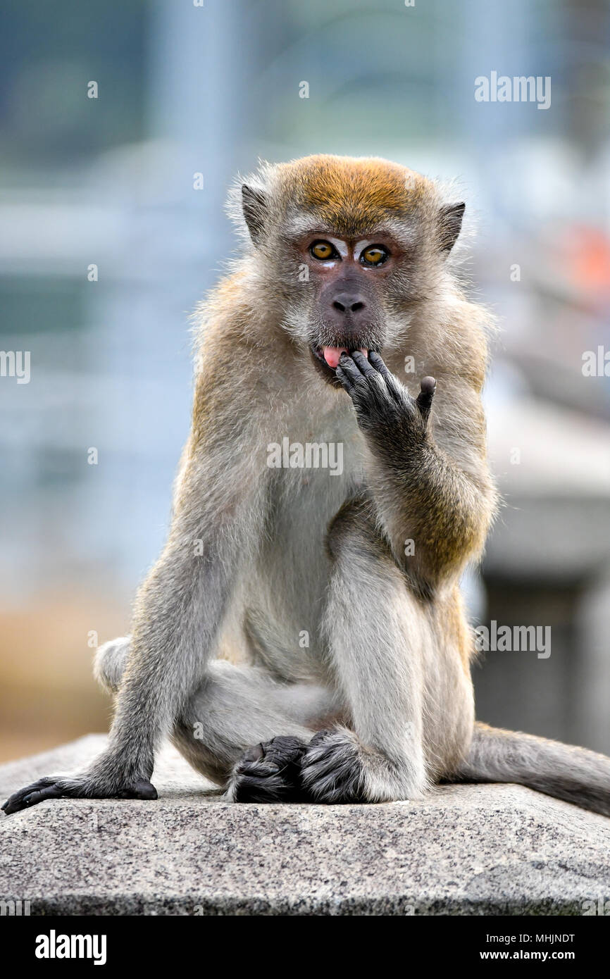 Funny macaque hi-res stock photography and images - Alamy