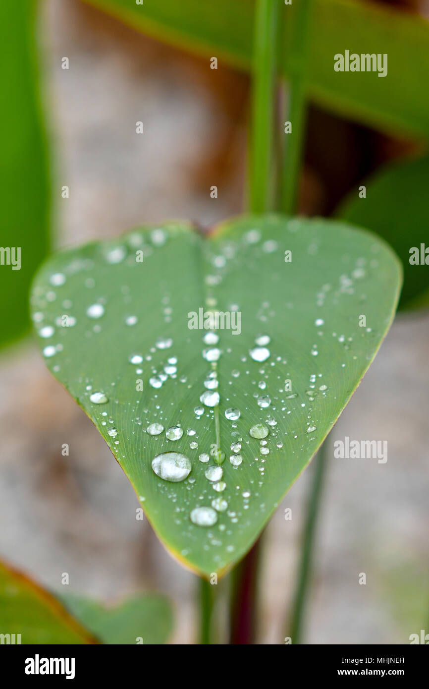 Plant leaf rain water droplet hi-res stock photography and images - Alamy