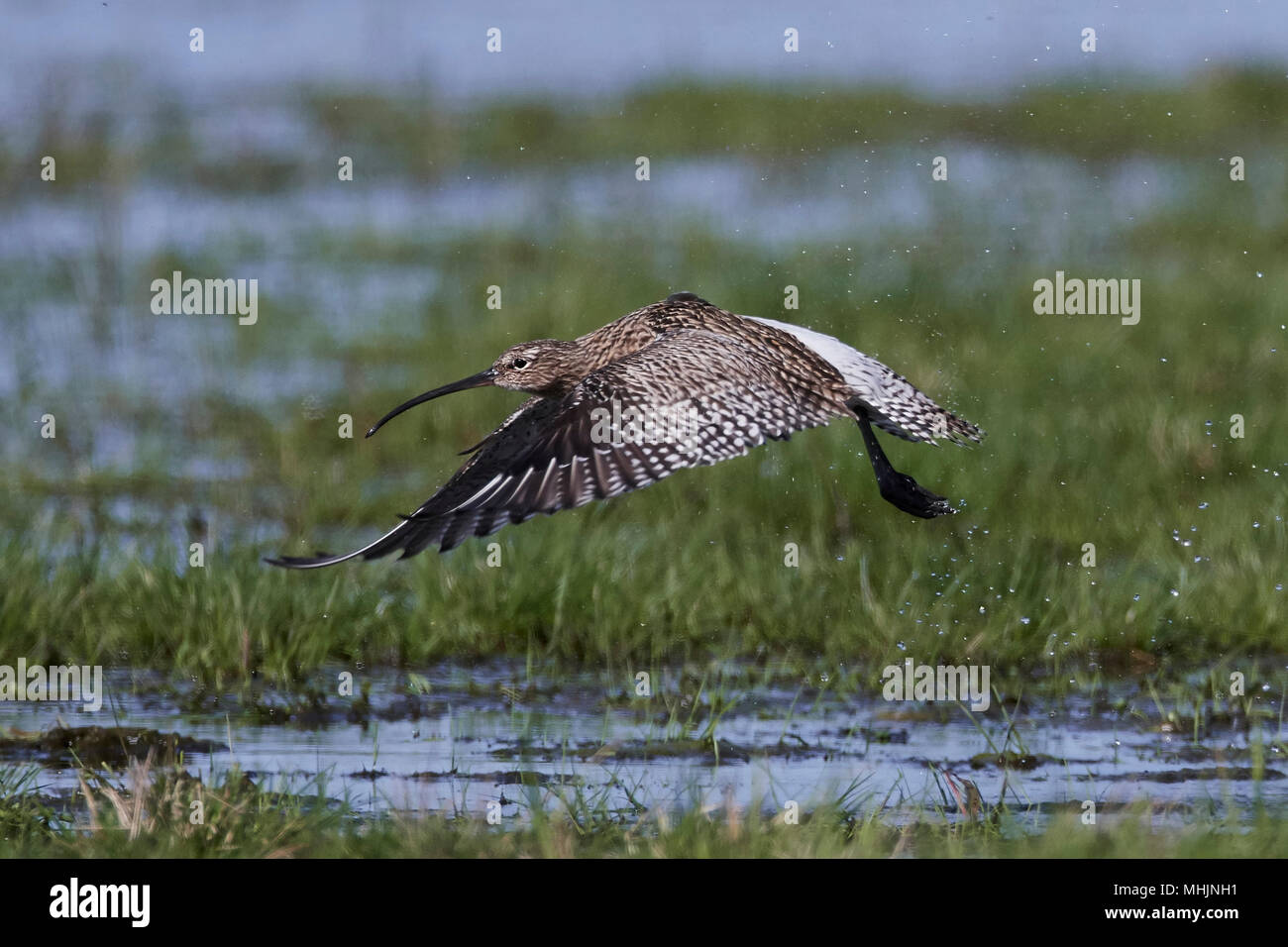 Eurasian curlew in its natural habitat in Sweden Stock Photo - Alamy