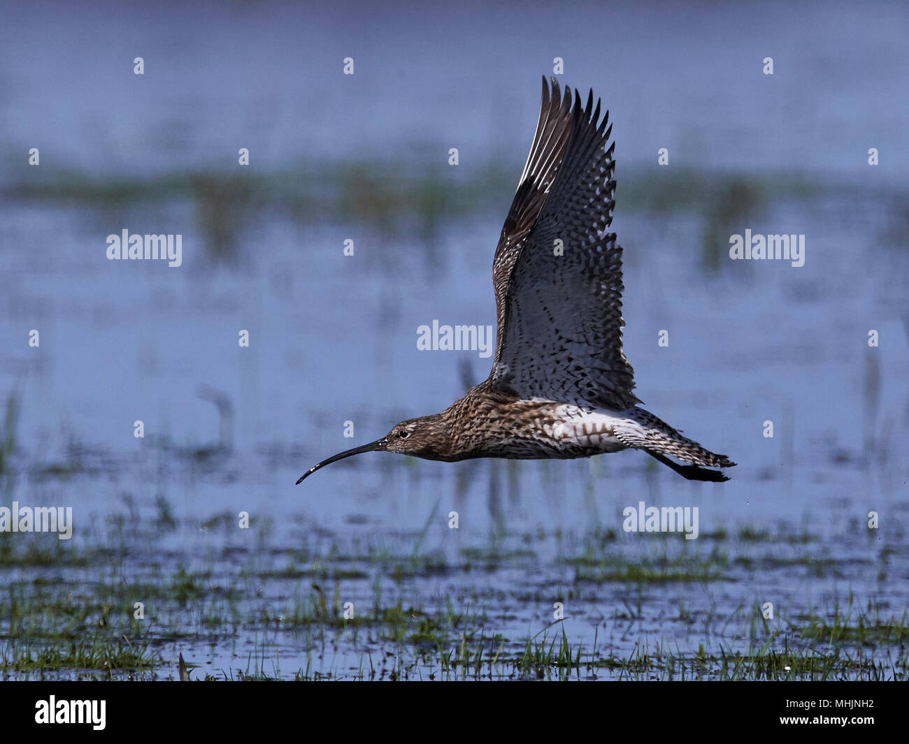 Eurasian curlew in its natural habitat in Sweden Stock Photo - Alamy