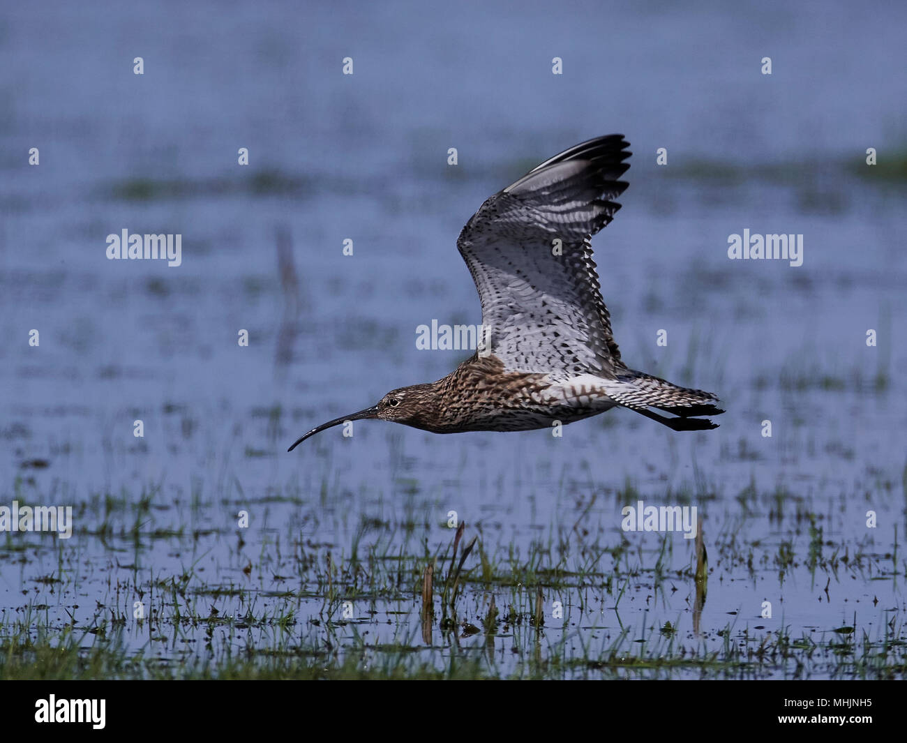 Eurasian curlew in its natural habitat in Sweden Stock Photo - Alamy