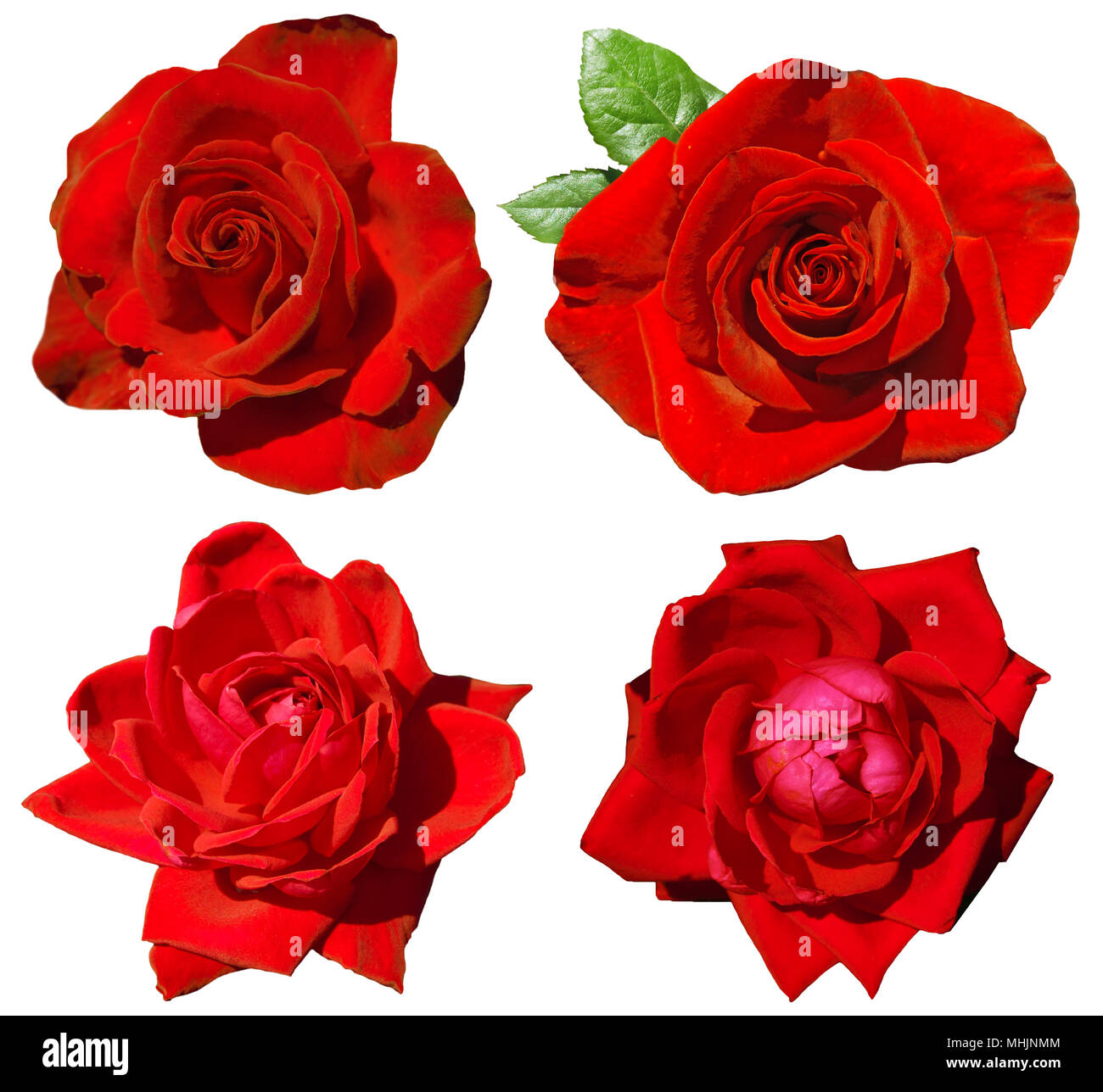 Red roses isolated on white background. Set of red roses Stock Photo ...