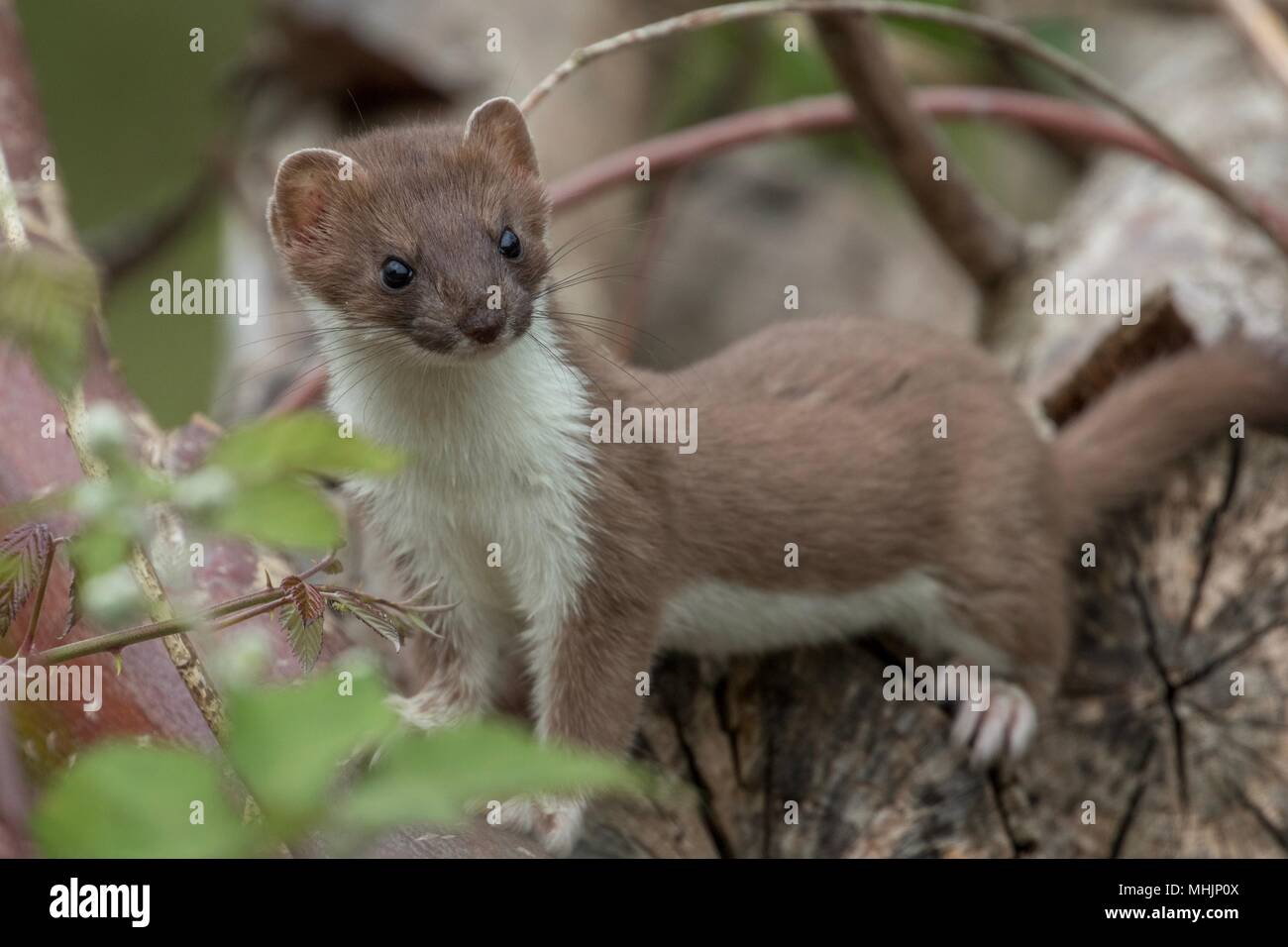 Stoat mammals hi-res stock photography and images - Alamy