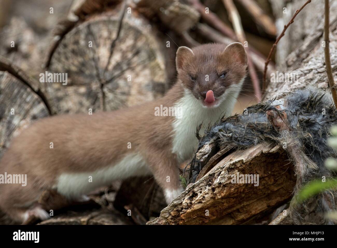 Stoats british hi-res stock photography and images - Alamy