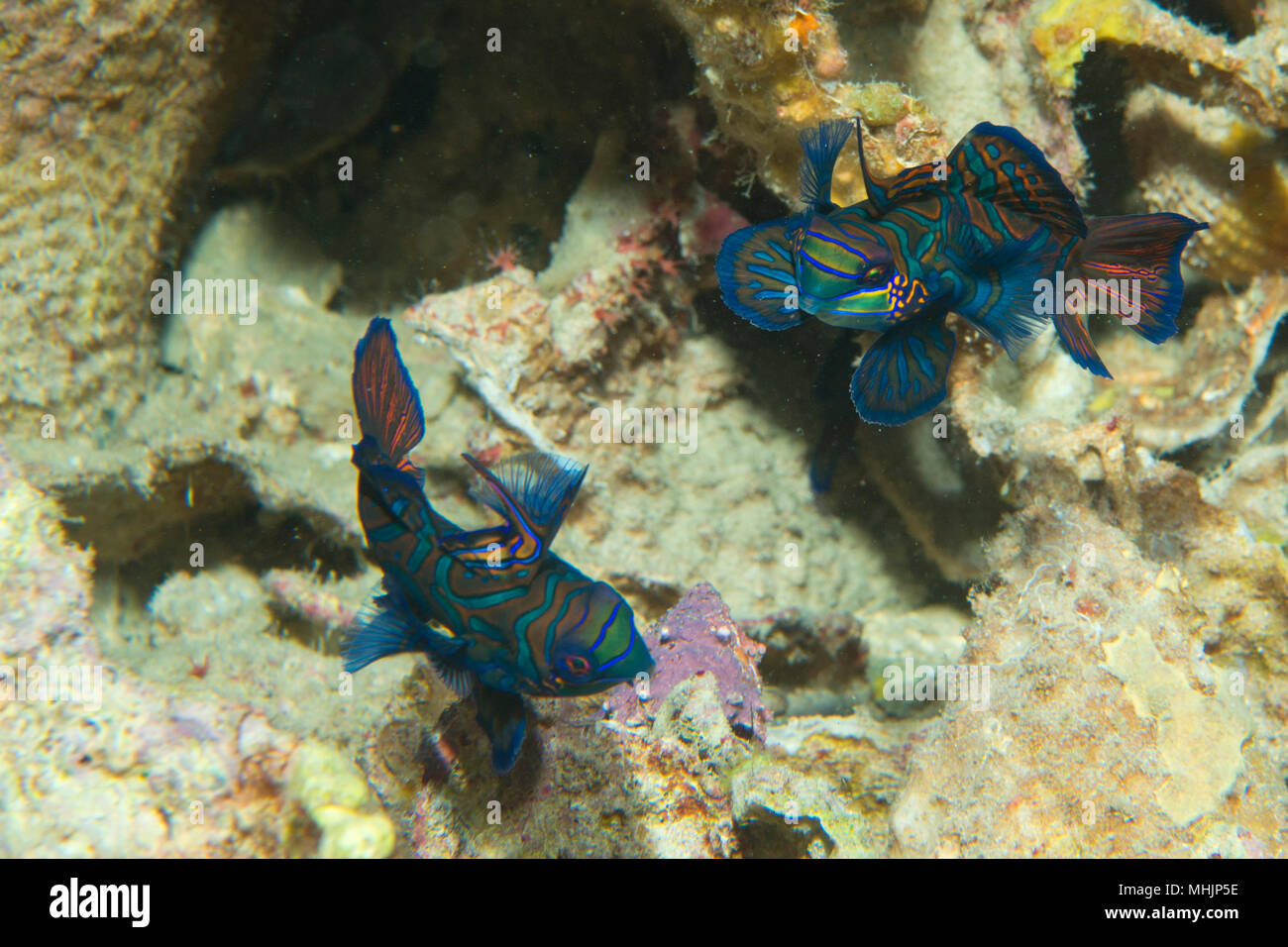 A colorful couple of mandarin fish in love in Cebu Philippines Stock ...