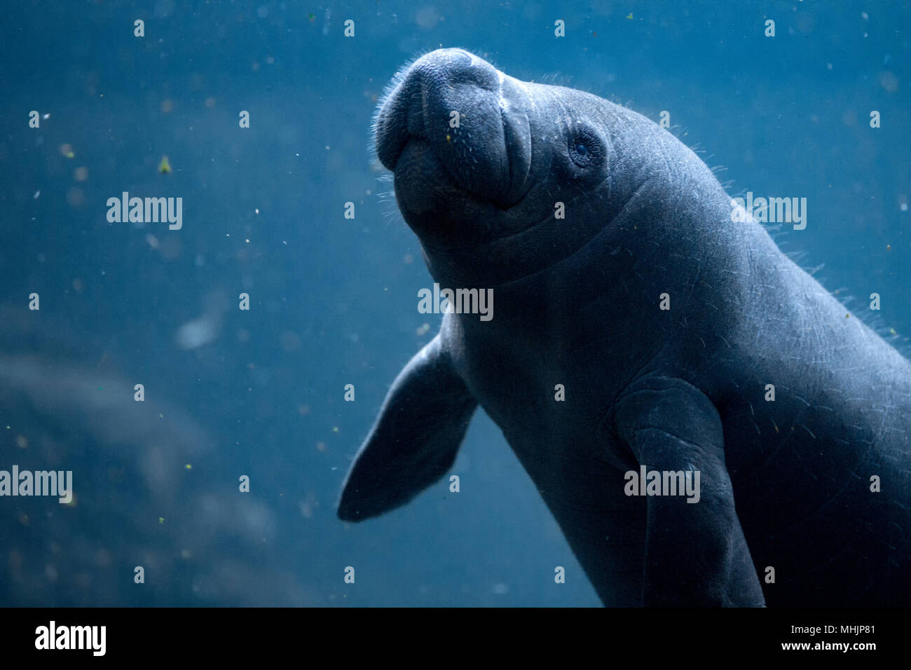 West indian manatee and india hi-res stock photography and images - Alamy