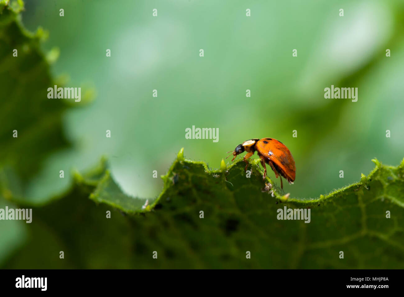 Ladybug walking on leaf edge Stock Photo - Alamy
