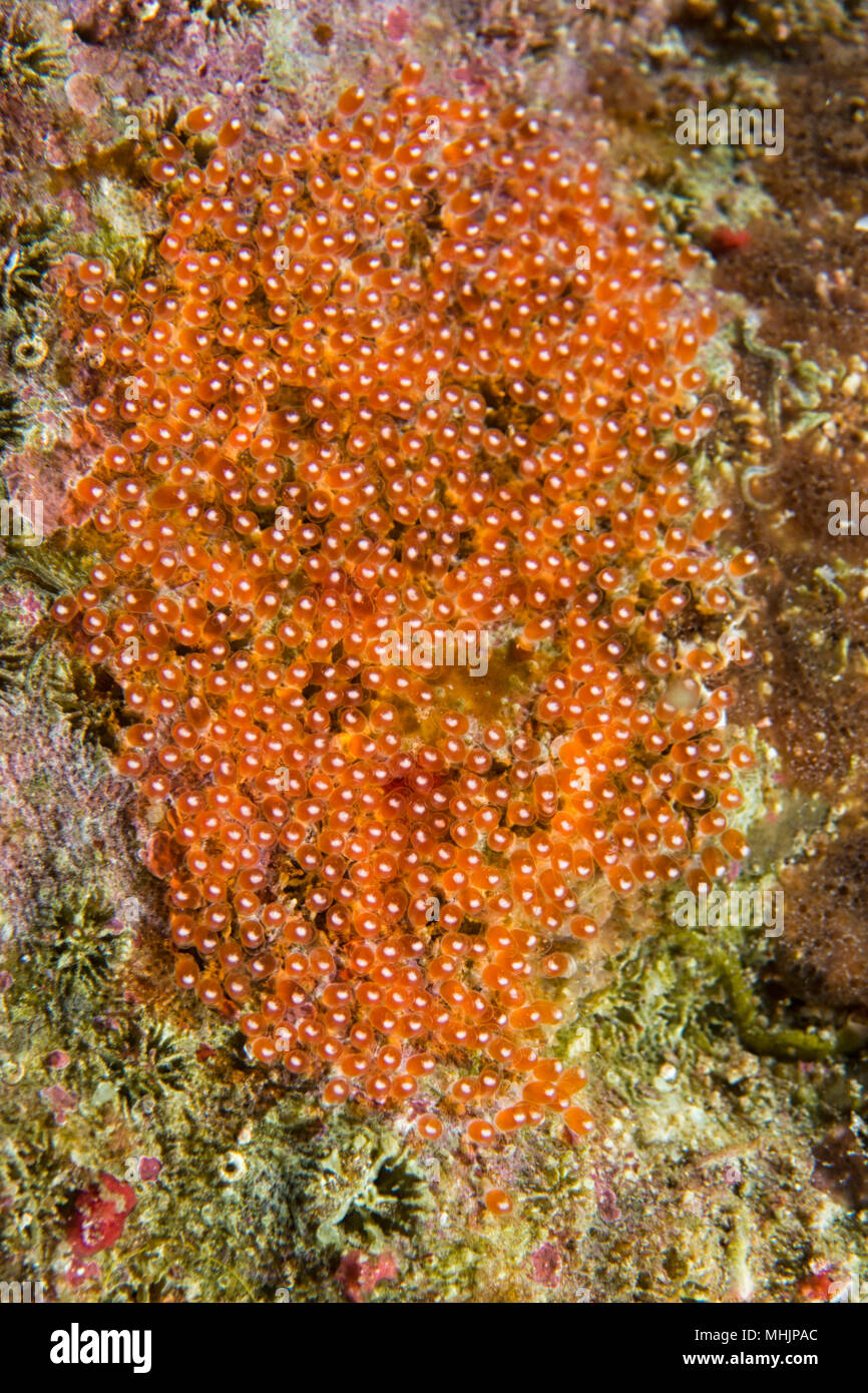 Clown fish eggs super macro in Cebu Philippines Stock Photo - Alamy