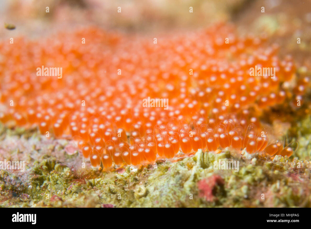 Clown fish eggs hi-res stock photography and images - Alamy