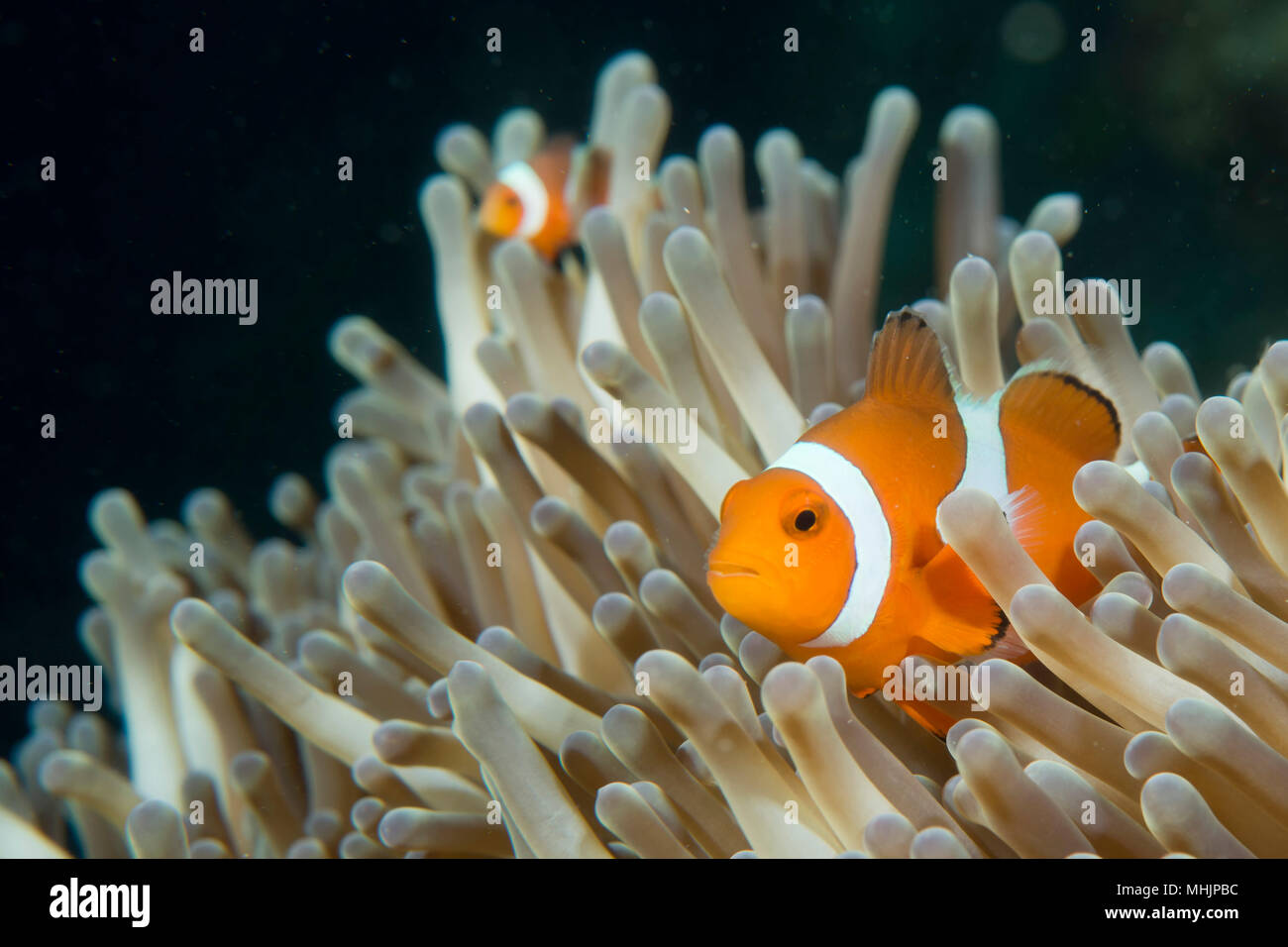 An isolated clown fish looking at you in Cebu Philippines Stock Photo ...