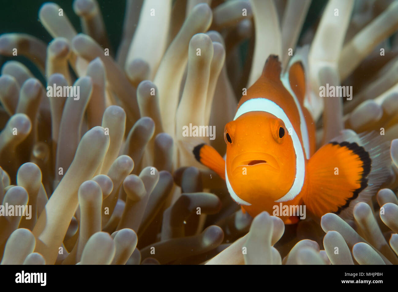An isolated clown fish looking at you in Cebu Philippines Stock Photo ...