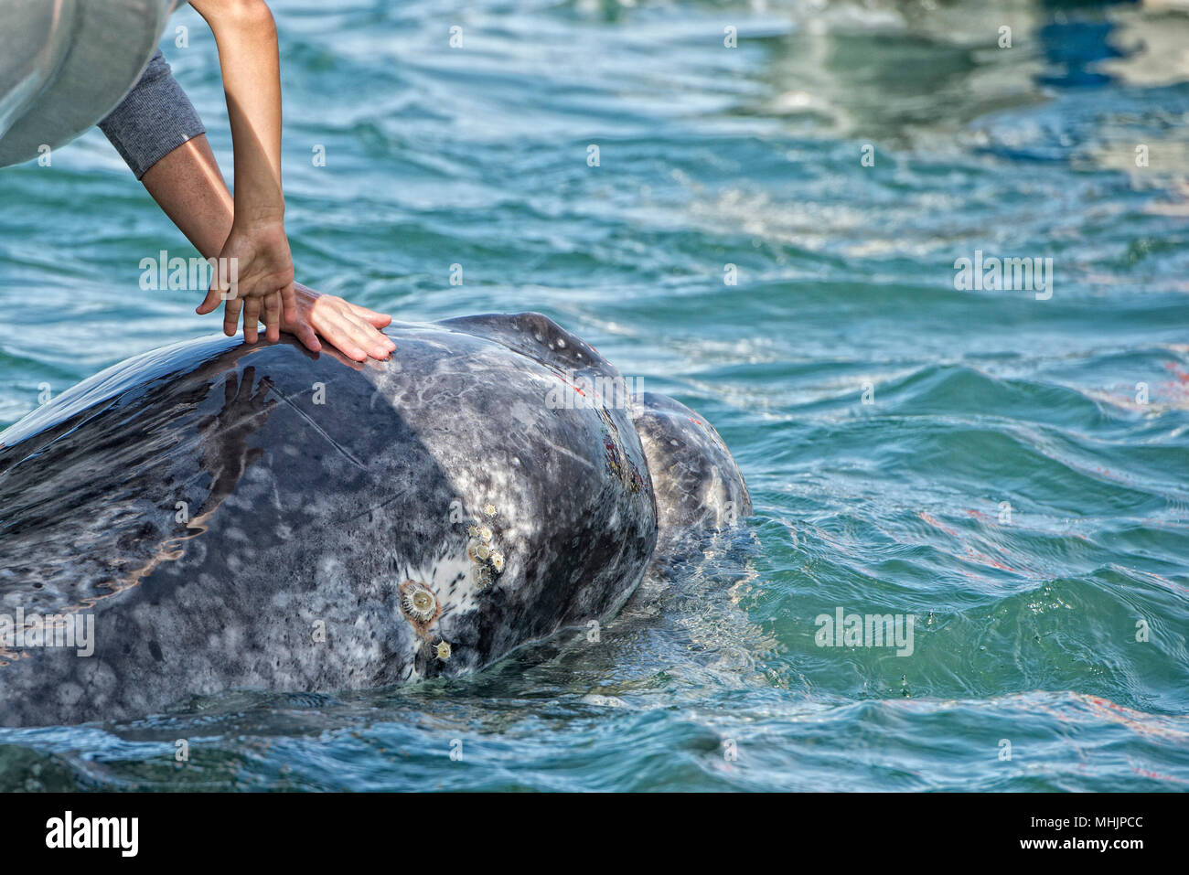 Touching a gray whale hi-res stock photography and images - Alamy