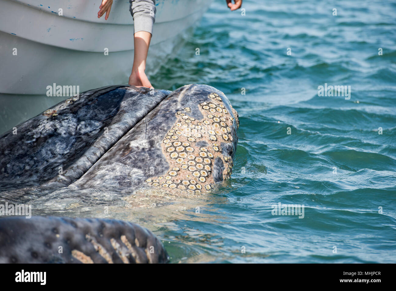 hands while caressing and touching a grey whale Stock Photo - Alamy