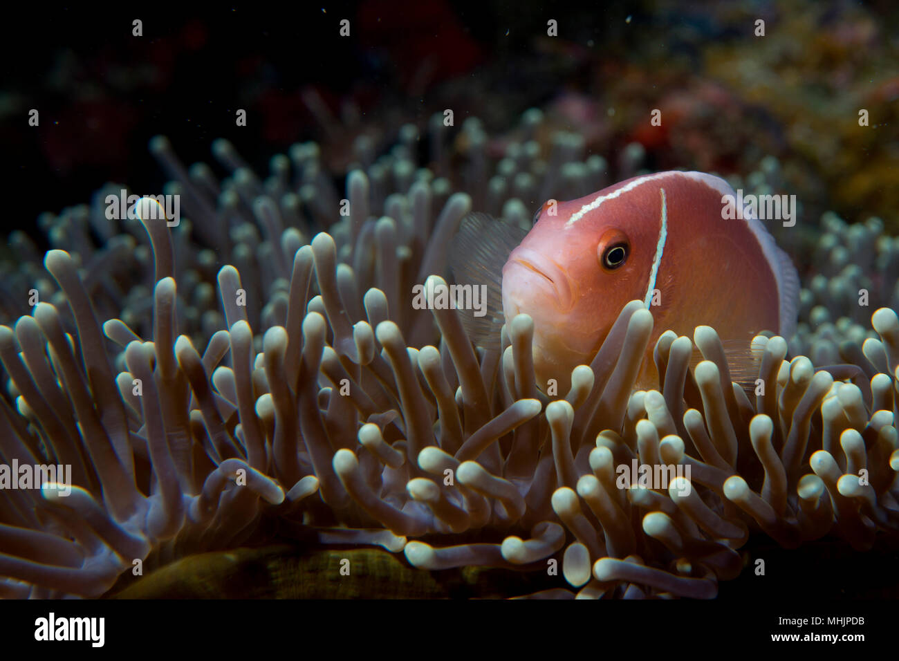 An isolated clown fish looking at you in Cebu Philippines Stock Photo ...