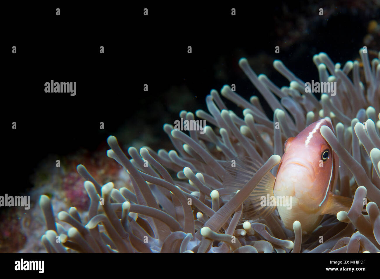 An isolated clown fish looking at you in Cebu Philippines Stock Photo ...