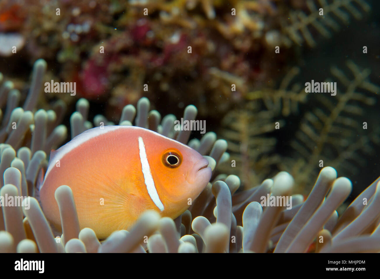An isolated clown fish looking at you in Cebu Philippines Stock Photo ...