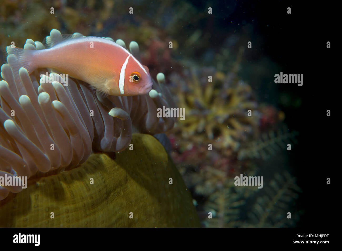 An isolated clown fish looking at you in Cebu Philippines Stock Photo ...