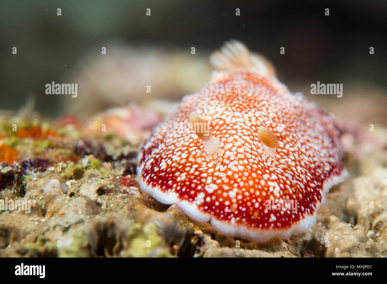 Crystal nudibranch hi-res stock photography and images - Alamy