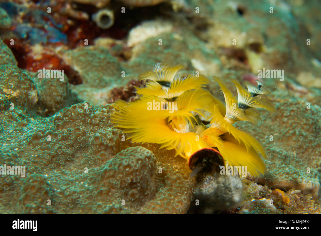 A yellow xmas tree worm in coral in Cebu Philippines Stock Photo - Alamy