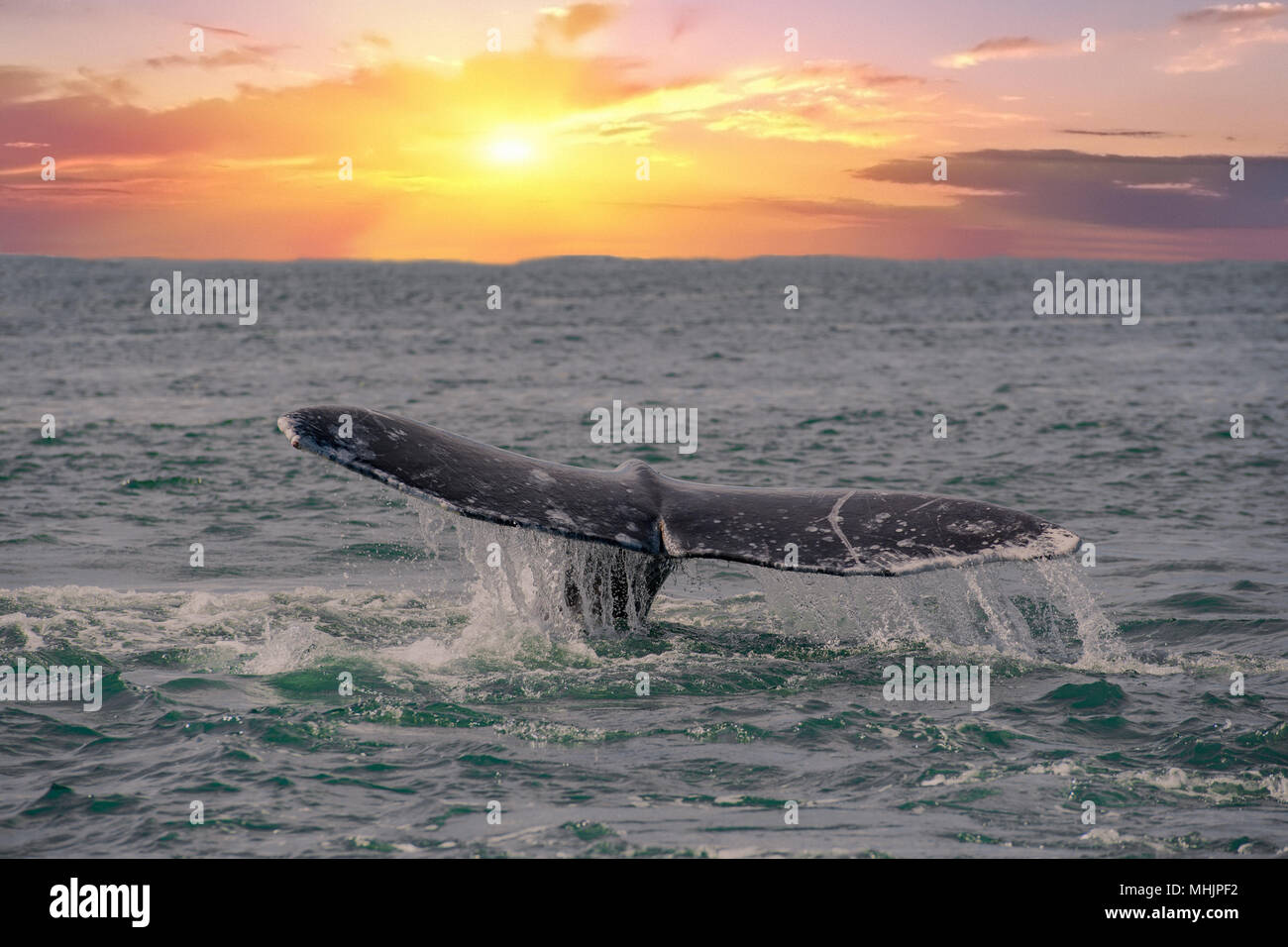 whale tail on red sunset background going down Stock Photo - Alamy