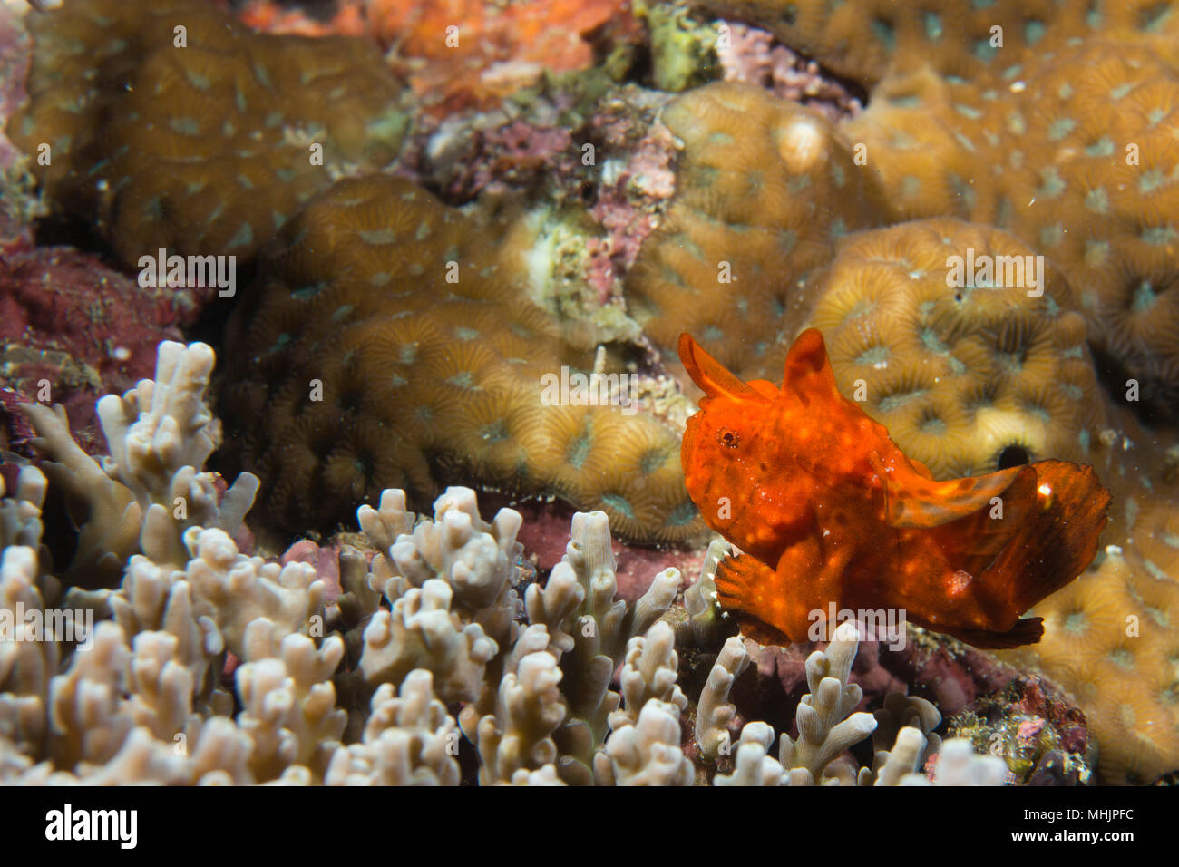 A red frog fish on hard coral macro in Cebu Philippines Stock Photo - Alamy